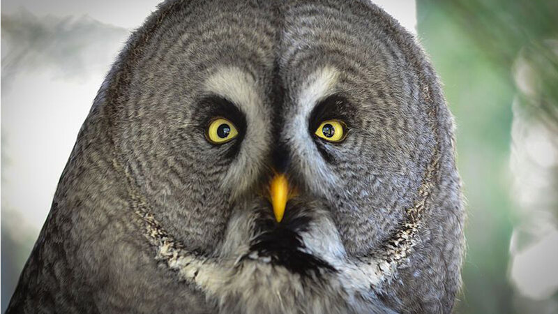 West-Nil-Virus bei einem Vogel in Deutschland - MT-Dialog