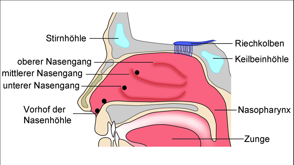 Mikrobenvielfalt in der Nase - MT-Dialog
