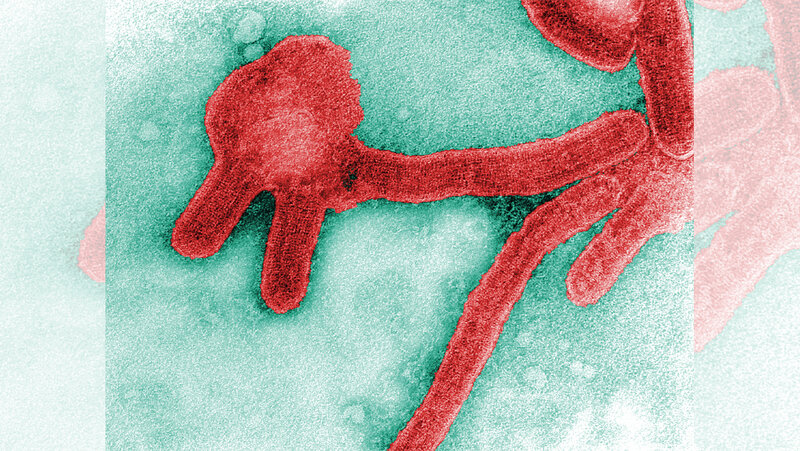 Marburg-Virus: Tansania bestätigt Ausbruch - MT-Dialog