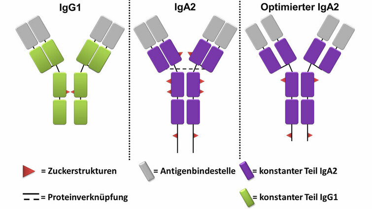Entwicklung neuer Antikörper - MT-Dialog