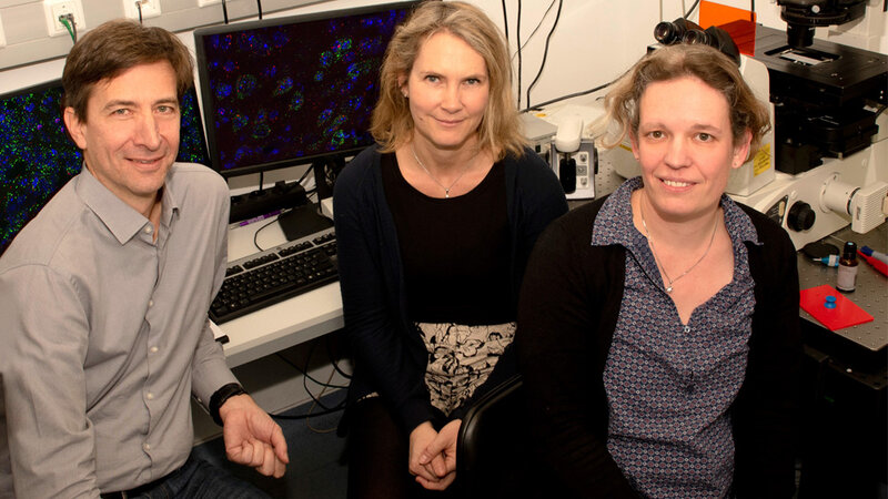 Epilepsie: Vielversprechender therapeutischer Ansatzpunkt - MT-Dialog