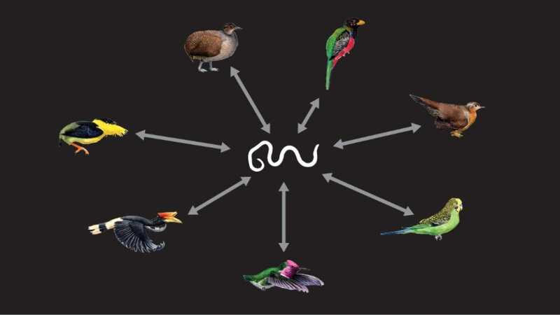 Parasiten im Menschen stammen von Vögeln - MT-Dialog