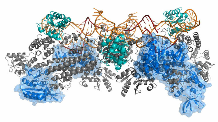 Unbekannte Proteinkomplexe leichter entschlüsseln - MT-Dialog