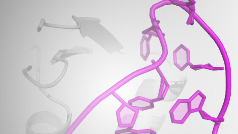 Roquin erkennt neu entdecktes RNA-Motiv in Genen - MT-Dialog