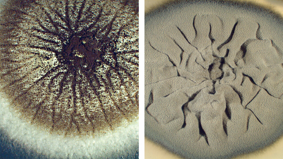 Schimmelpilze Teil 1: Dematiaceae - MT-Dialog